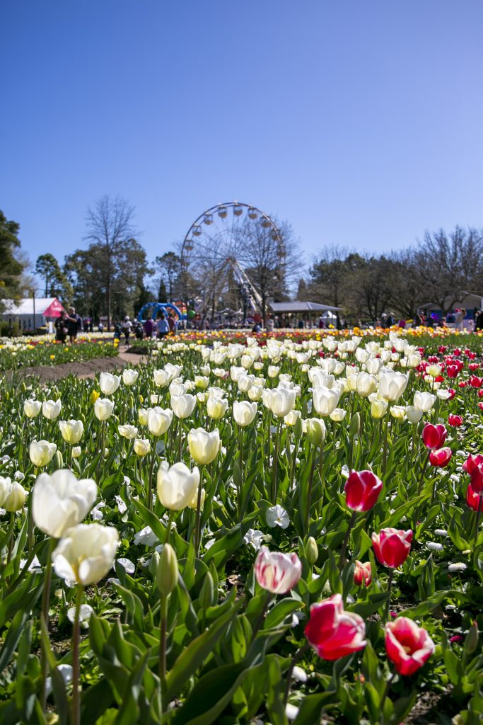 In Full Bloom: Floriade To Spring Canberra Into A Floral Wonderland ...