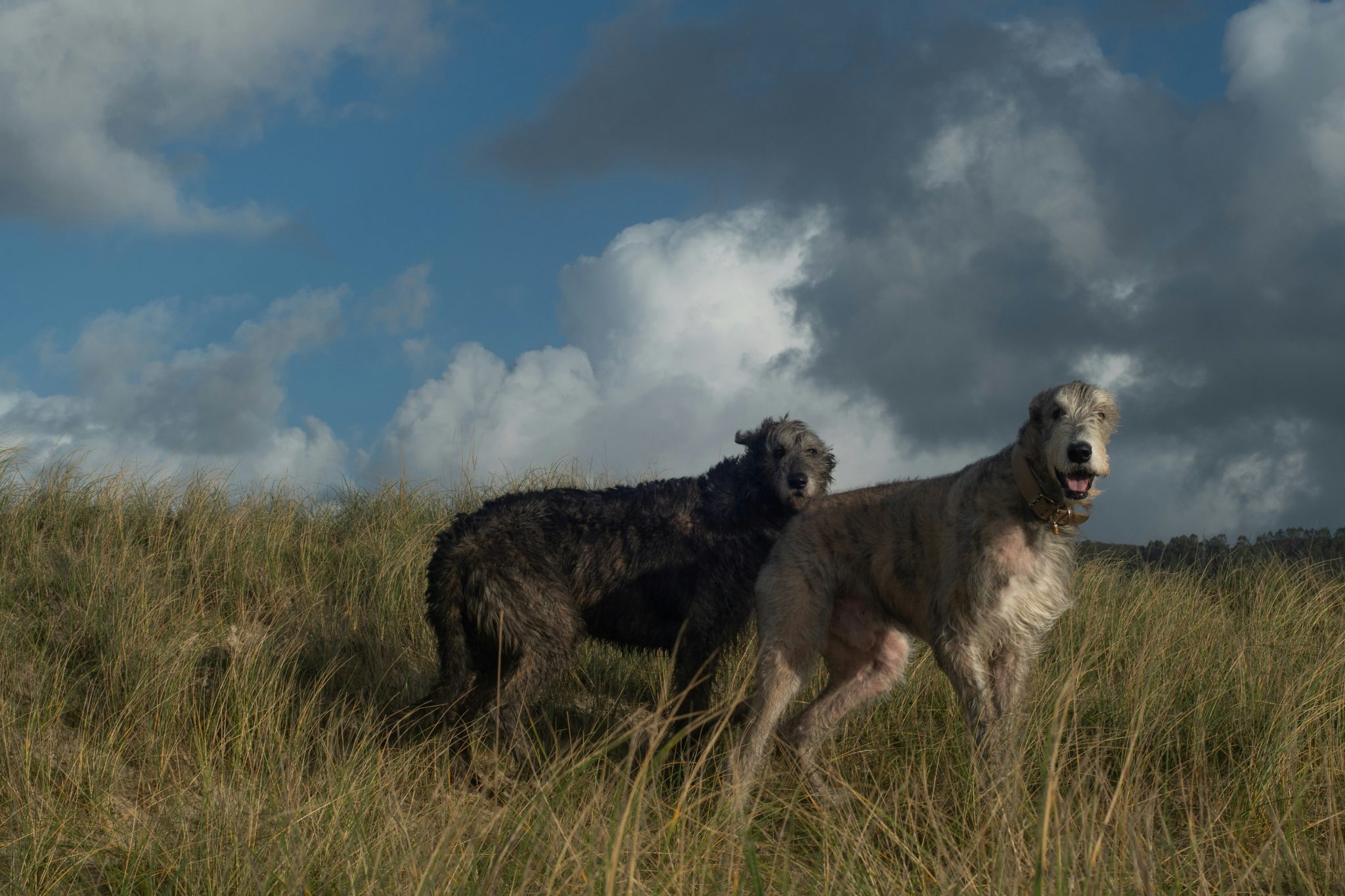 Fur, Floors, And Fresh Ovens: Mastering Clean Living With Pets In ...
