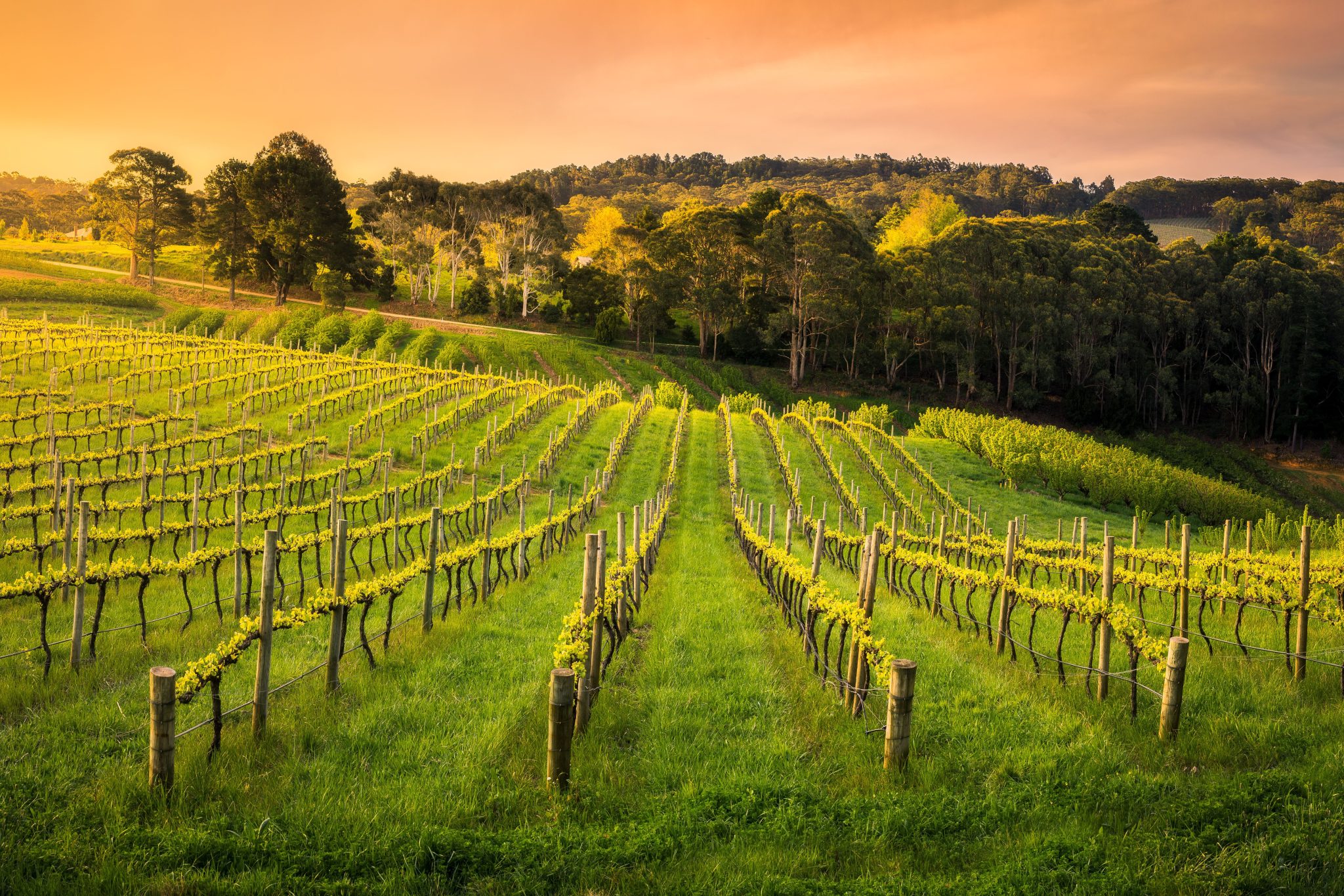 Forget The East Coast Capitals: This Regional Hotspot Is Home To ...